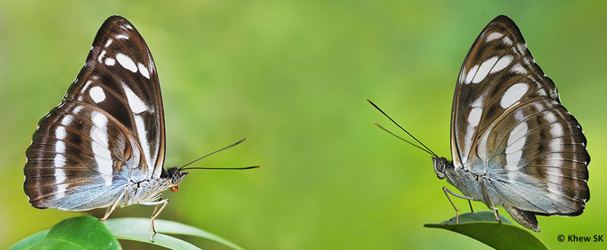 Butterflies of Singapore: Random Gallery - Two Sergeants