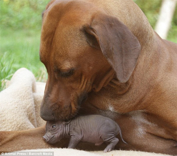 White Wolf : Rhodesian Ridgeback Dog Adopts Tiny Pot-Bellied Piglet