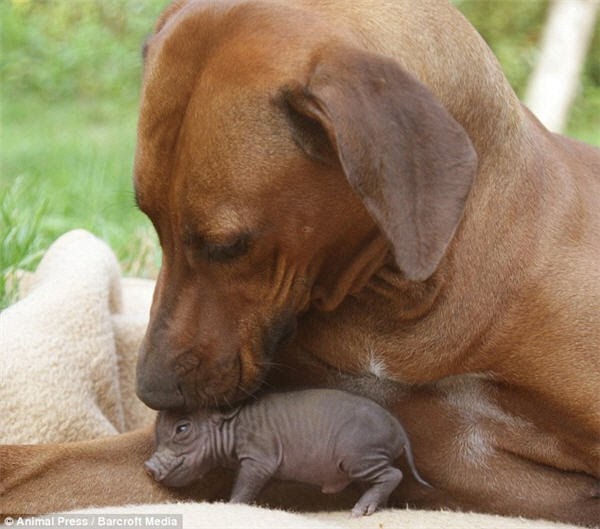 White Wolf : Rhodesian Ridgeback Dog Adopts Tiny Pot-Bellied Piglet