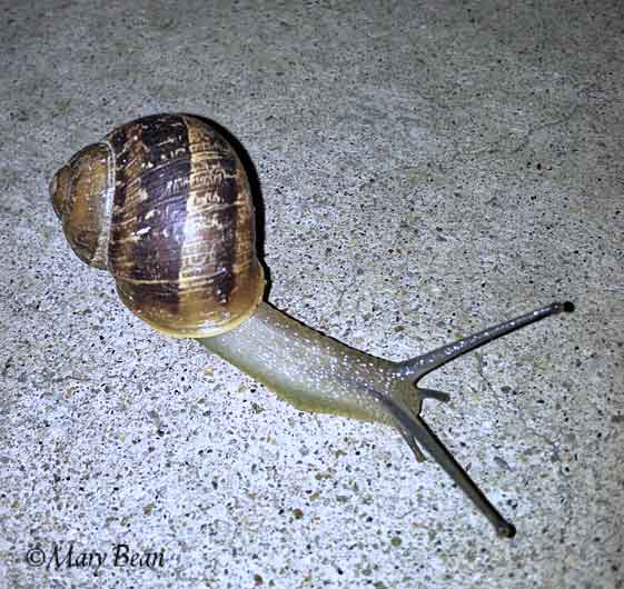 Retired--Now What?: Snail Power