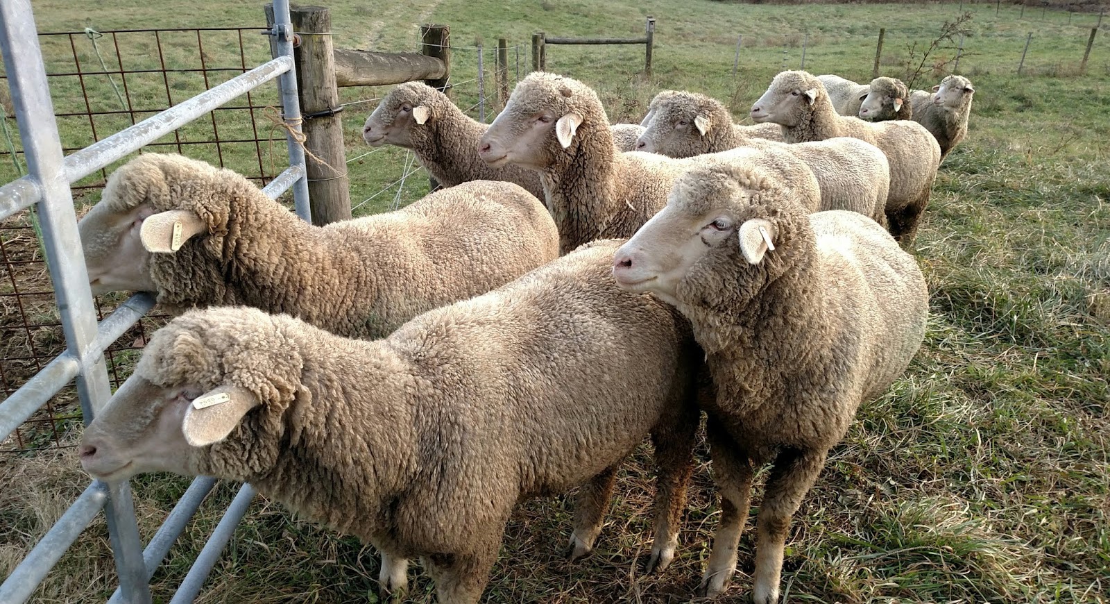 Wild Rose Farm: The Rams Are Busy Now!