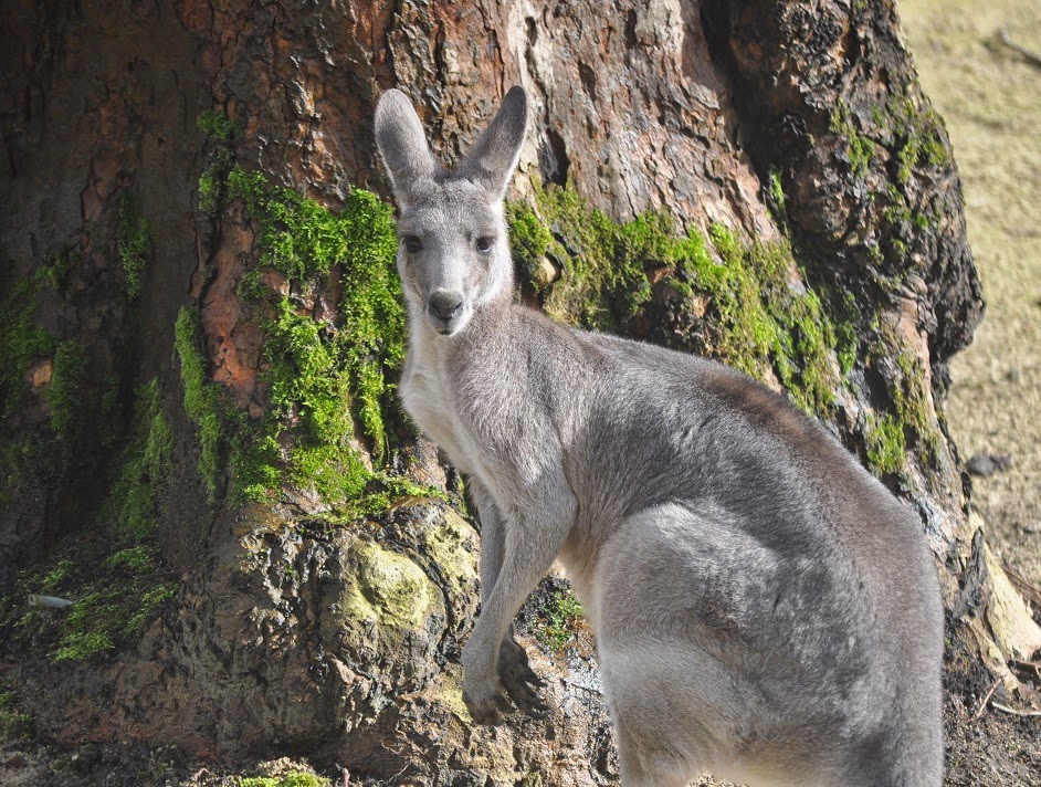 ZOOTOGRAFIANDO (6.100 ANIMALS): CANGURO GRIS / EASTERN GREY KANGAROO ...