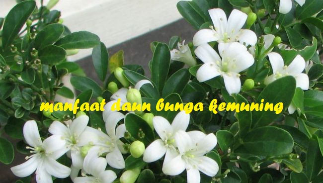 Paling Populer 10+ Foto Bunga Kemuning - Gambar Bunga Indah