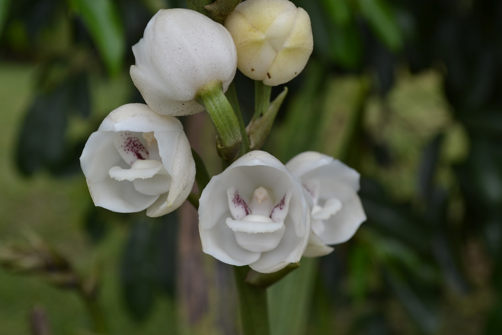 El Rincón de fotos de Panamá : 2015