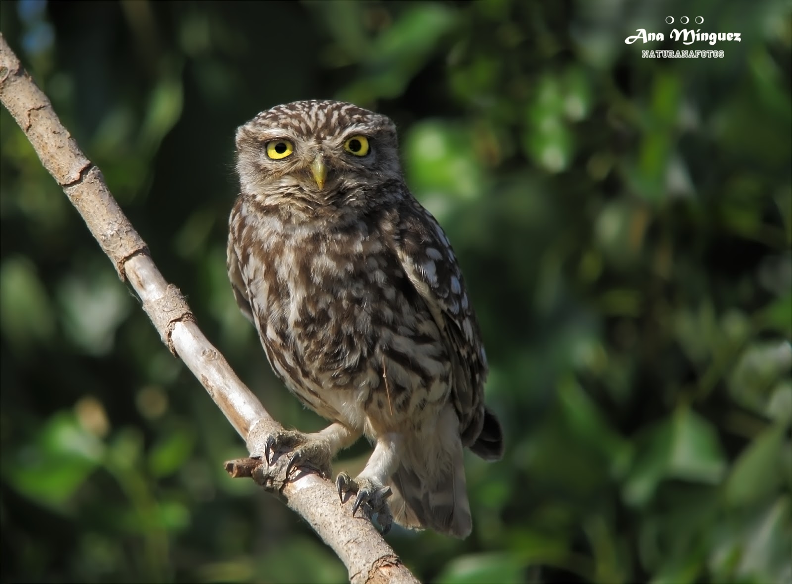 NATURANAFOTOS: Mochuelo europeo/ Little Owl