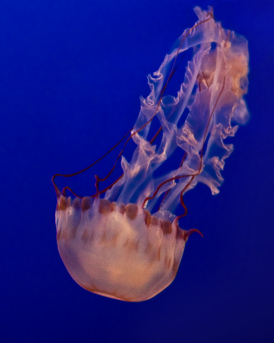 Images and Reflections by Tom Debley: The Wondrous Jelly Fish of ...