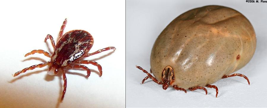 The Journal of Sundry Wonderments: Keeping the Ticks At Bay