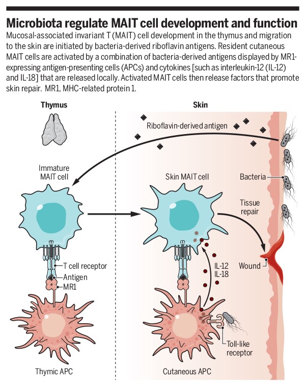 Joe's Science Corner: Microbiota and Immunity in Healthy Human Organisms