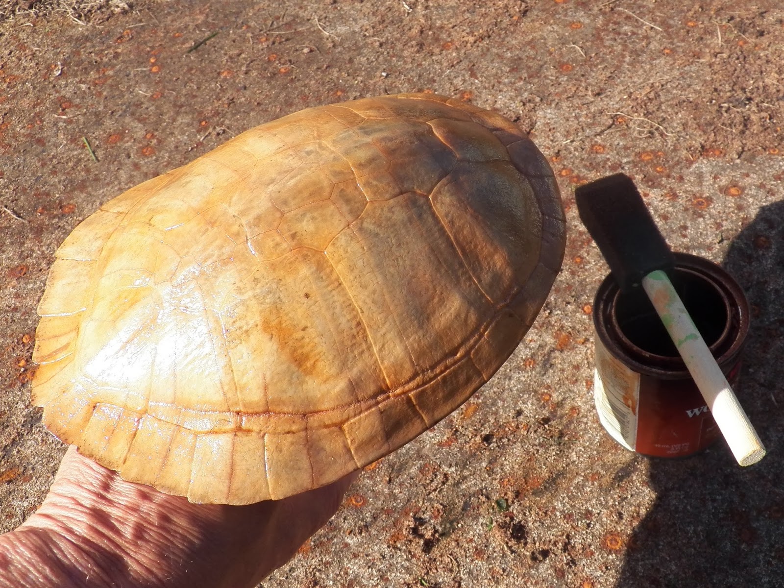My Backyard: Indian VooDoo Turtle Shell Florida War Wind Chime