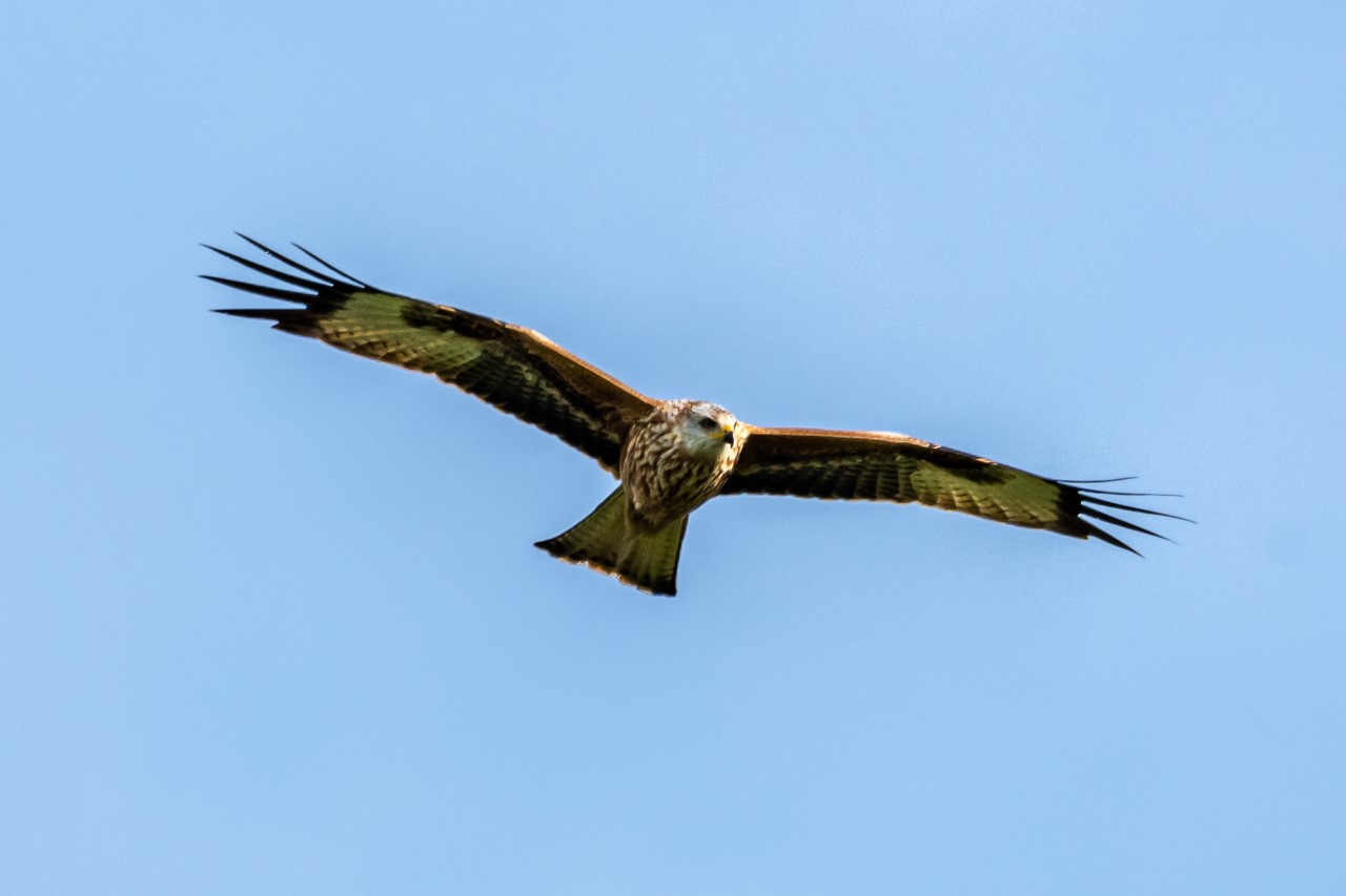 NI Bird Pics: Thomas Campbell - Red Kite, Kestrel & Buzzard