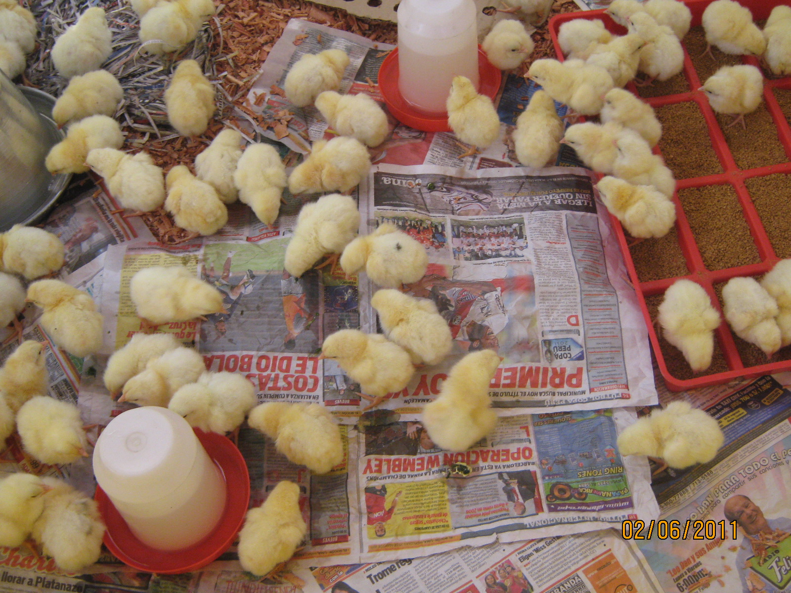 Lia: Proyecto de Crianza de Pollos COBB 500