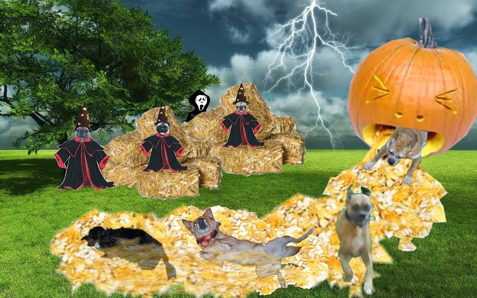 Idaho PugRanch: Slippy Slimey Pumpkin Guts