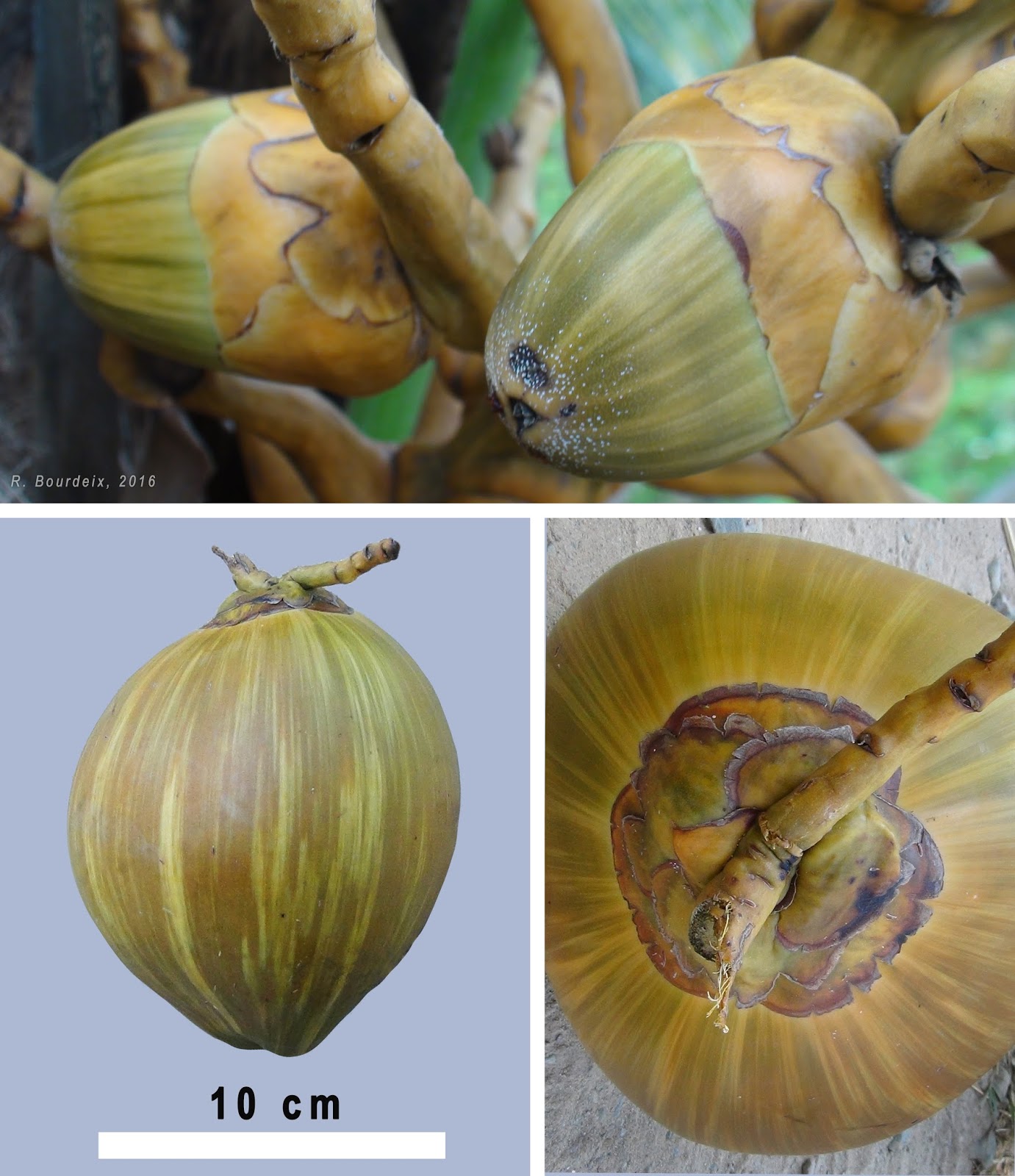 Coconut palm cultivation and use in Vietnam: Some pictures of varieties ...