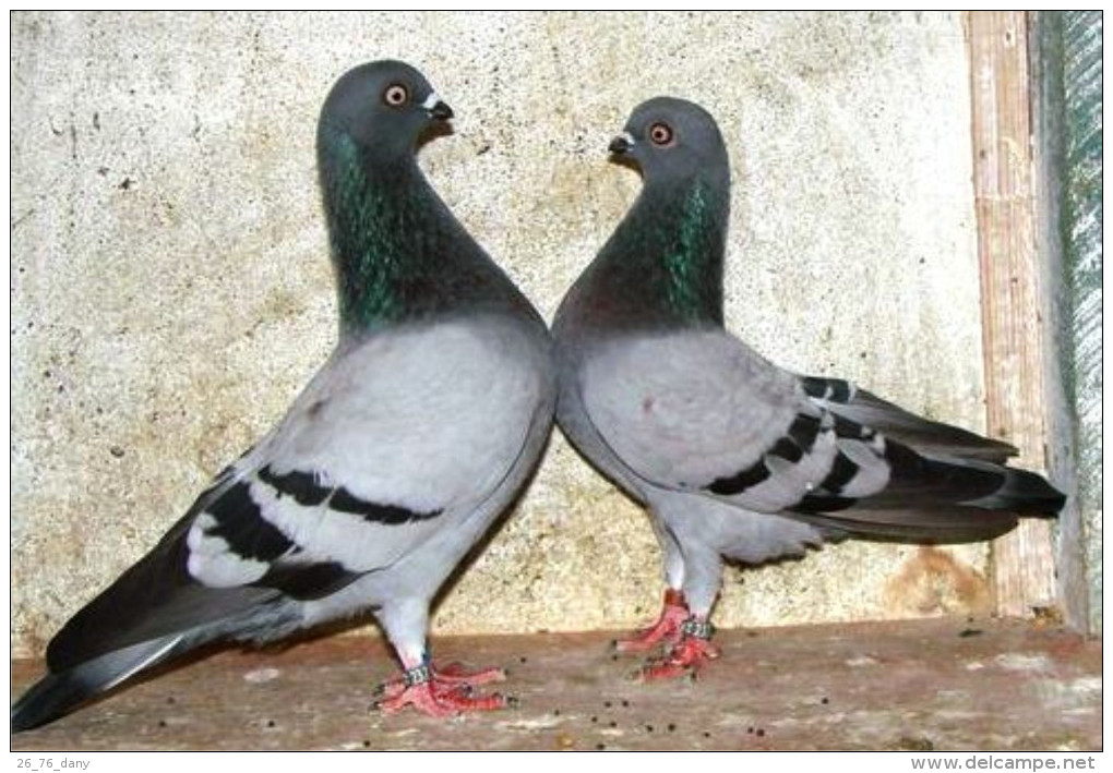 Blue Tumbler of Cluj | BD PIGEONS