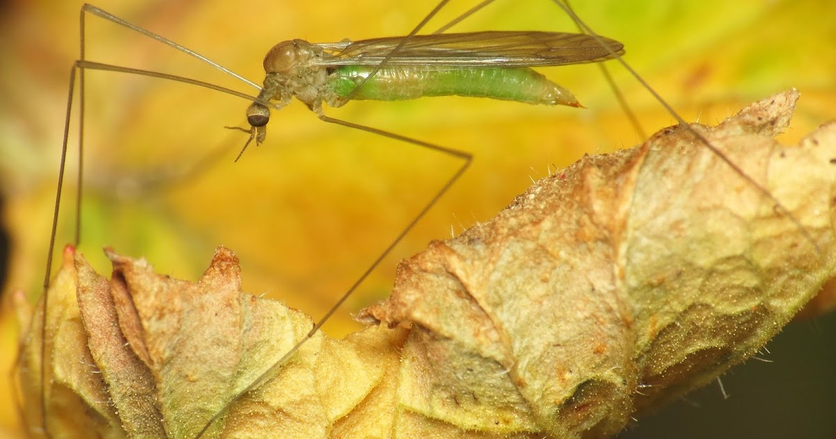 Variety of Life: Dicranomyia