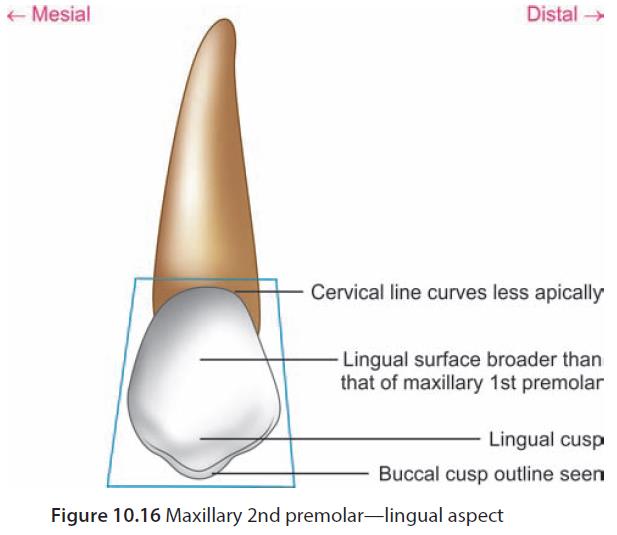 maxillary second premolar l tooth crown & root morphology revision for ...