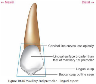 maxillary second premolar l tooth crown & root morphology revision for ...