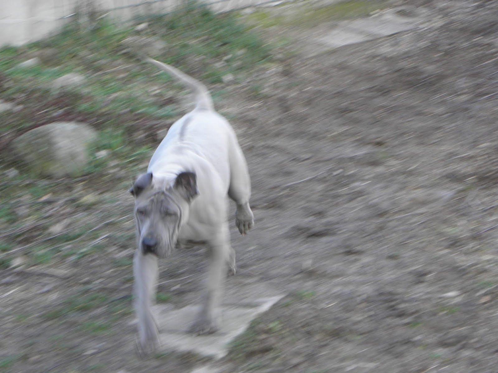 Thai Ridgeback Dog