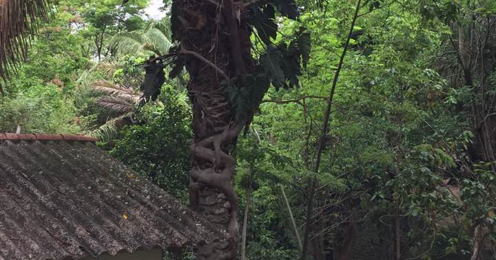 365 Days in Bolivia: June 5, 2017 - The Legend of Bibosi and Motacu