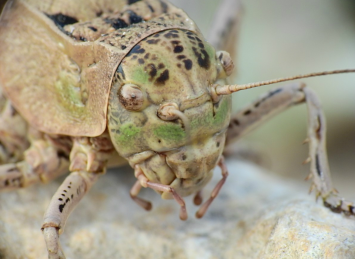 El Saúco - Industrias y andanzas de un naturalista ibérico: Pycnogaster ...