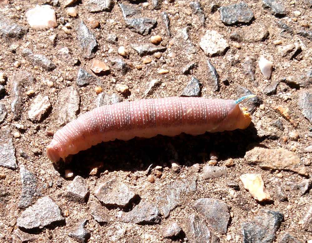 The Shed And Beyond: Homemade moth trap...