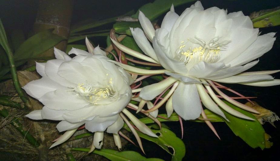 Tipos de Flores: Flor: Kadupul