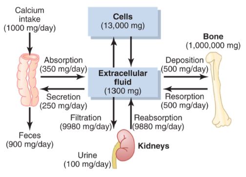 Calcium homeostasis