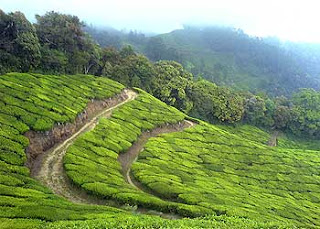 The Amazing Munnar Hill Station in Kerala