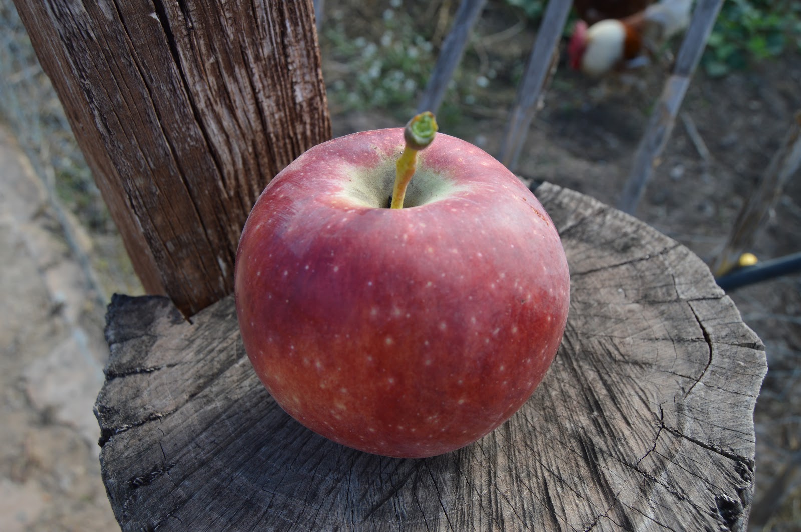 Huerto de Tatay: y de merienda, manzanas.huerto