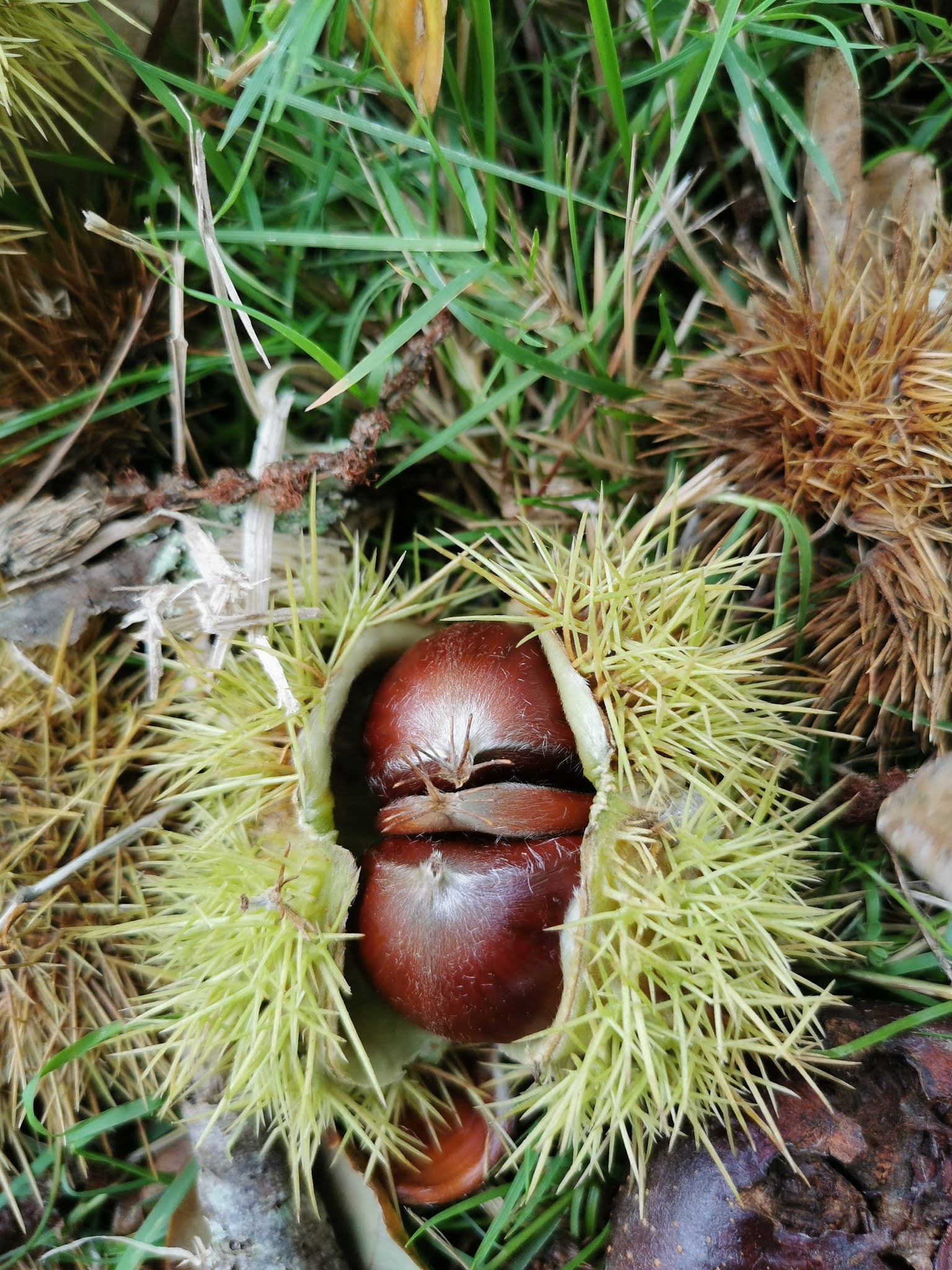 Mummy From The Heart: Foraging for Sweet Chestnuts in the UK