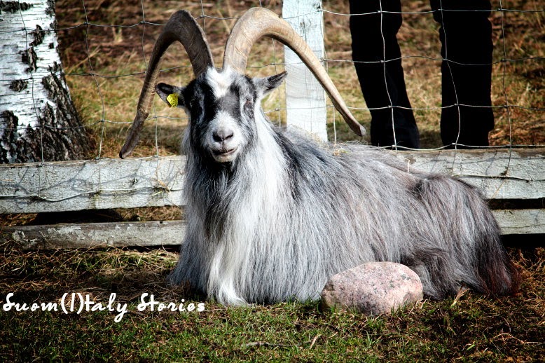 Razze caprine italiane - connectiongulf