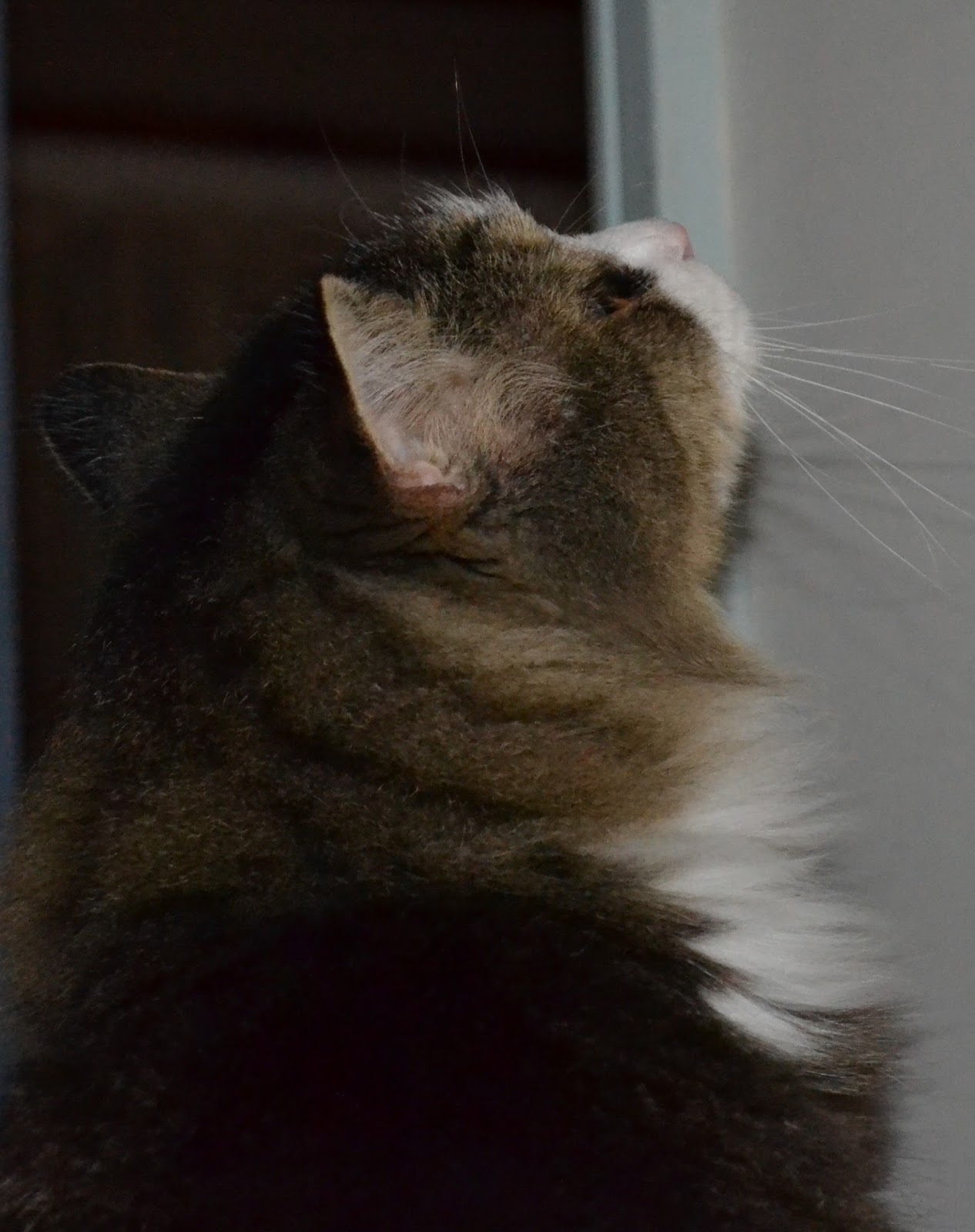 FR. TOM FISH : What's That Up Ahead?