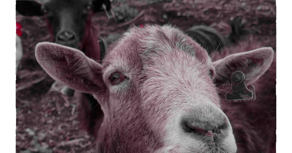 A picture a day: Capra aegagrus hircus