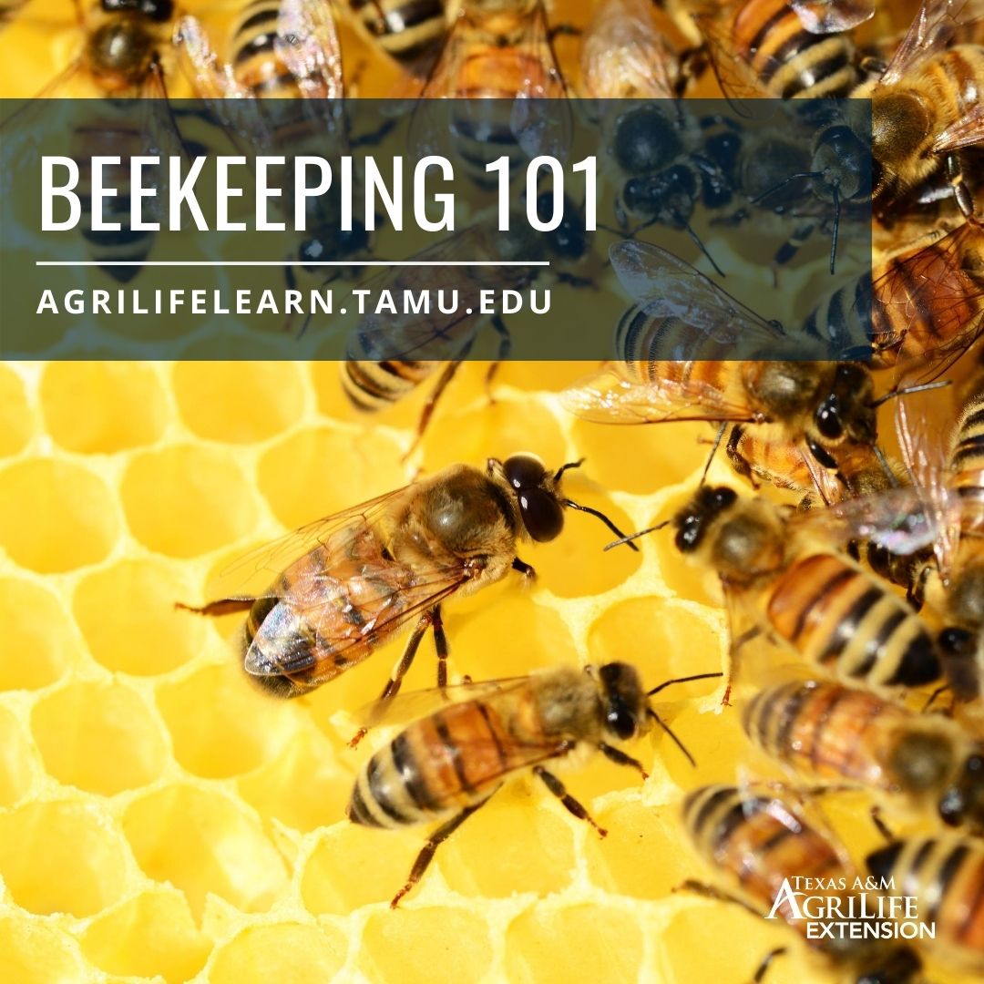 Bexar County Entomology: Online Beekeeping 101 Course