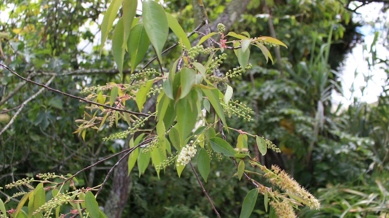 PROYECTO ESCA 099: Plantas Nativas