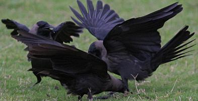My musings...: Corvus splendens' Combat!
