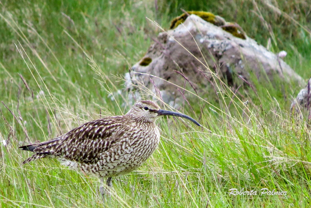 WHIMBREL