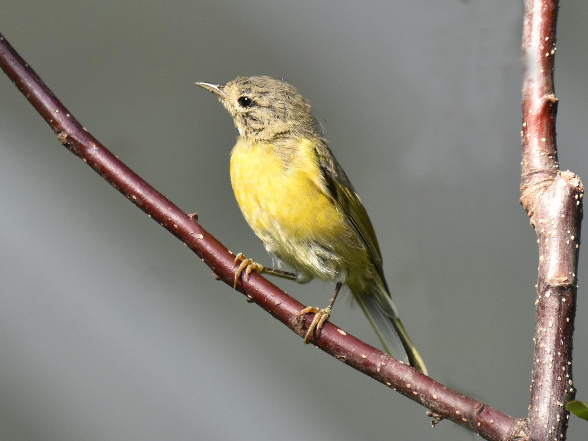 1410 OakWooD: Does This Ruffle Your Feathers?