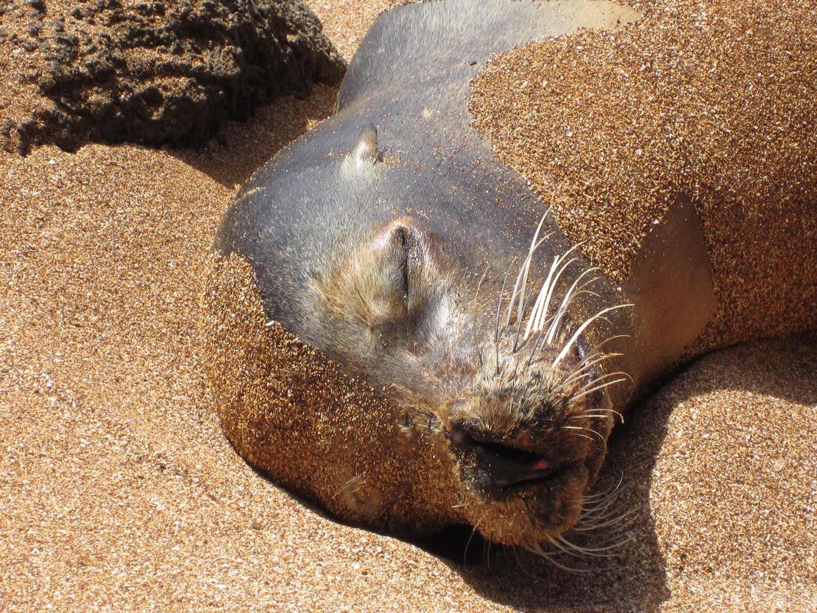 Bosom Blog: Rare and precious animals