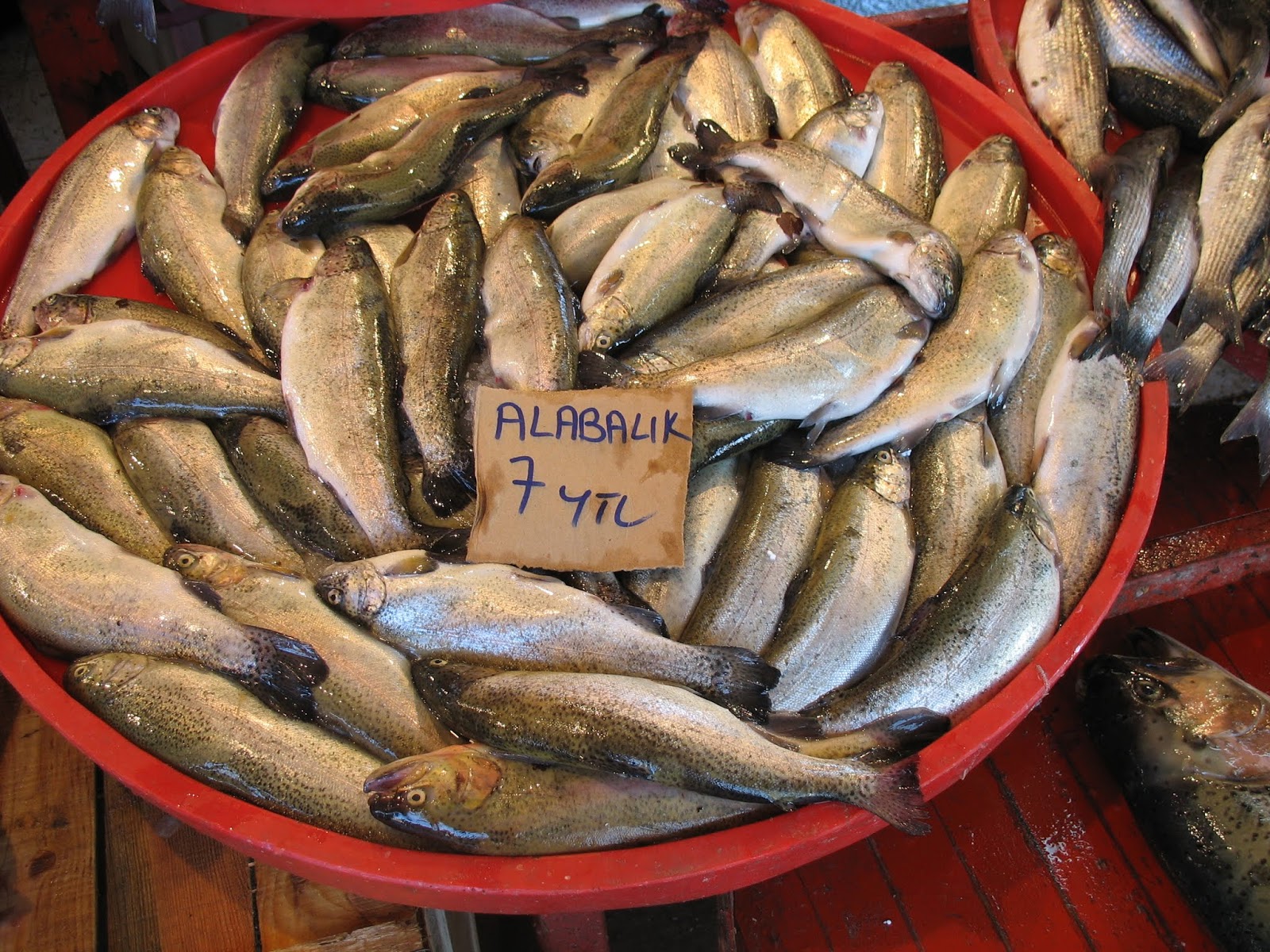 alabalık - BilginCin