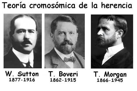 BIOconéctate: Teoría de Sutton y Morgan