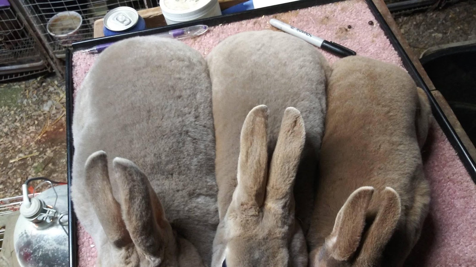 HuckleBerry Farm: Lessons: Lynx Mini Rex