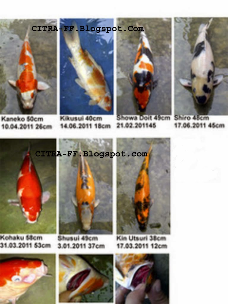 Branchiomycosis (Busuk Insang) ~ CFF