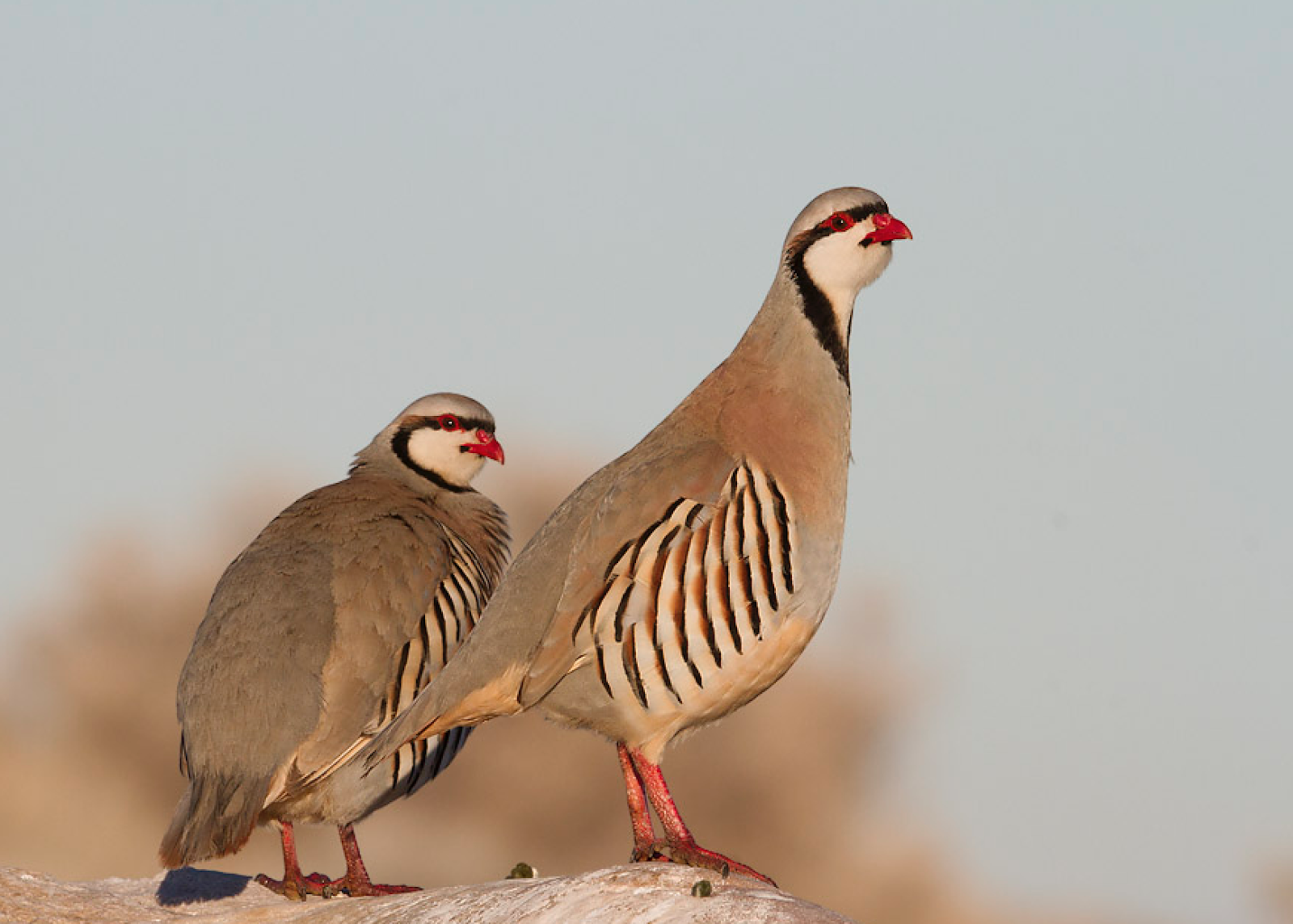Chukar Eggs