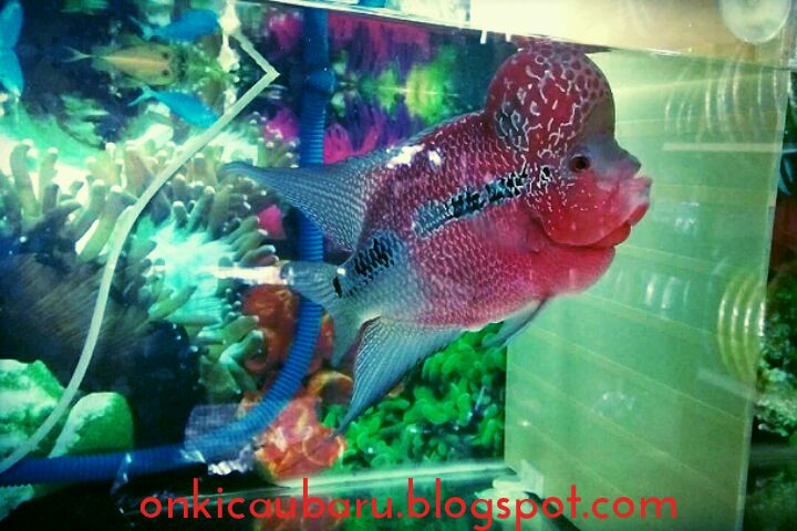 Cara merawat ikan Louhan agar warnanya cerah dan jenongnya besar - On ...