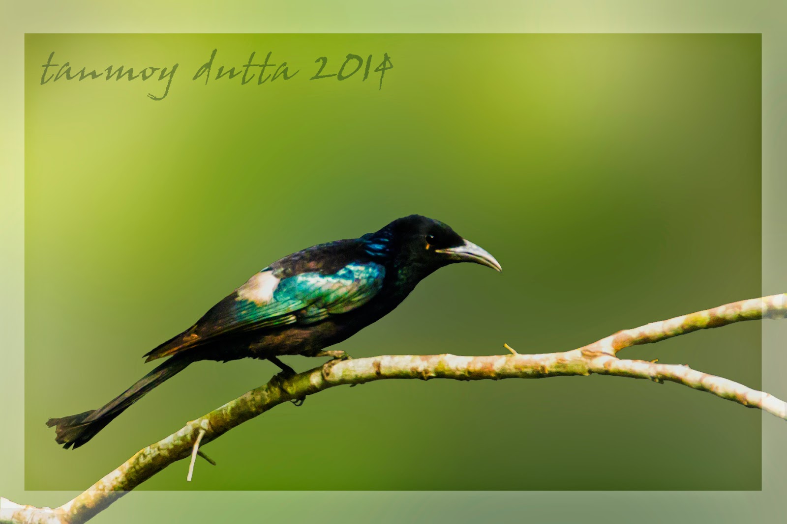 NORTH BENGAL AND SIKKIM BIRD SIGHTING AND BIRD PHOTOGRAPY: For the Love ...