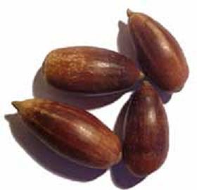 Principios Divinos: “UNA ENCINA DULCE O AMARGA”