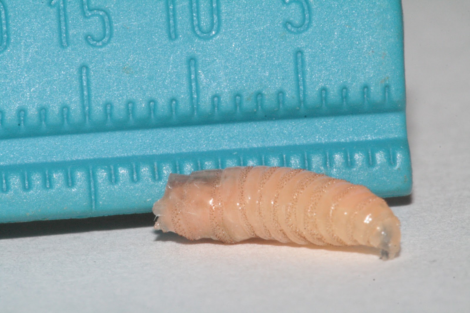 BIODONT - Moses Grimaldo Carjevschi, Odontólogo, Médico Bucal; Prótesis ...