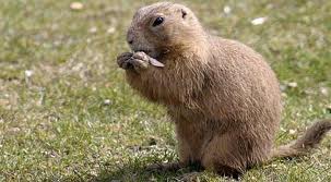 Animales en peligro de extinción: Perrito llanero mexicano