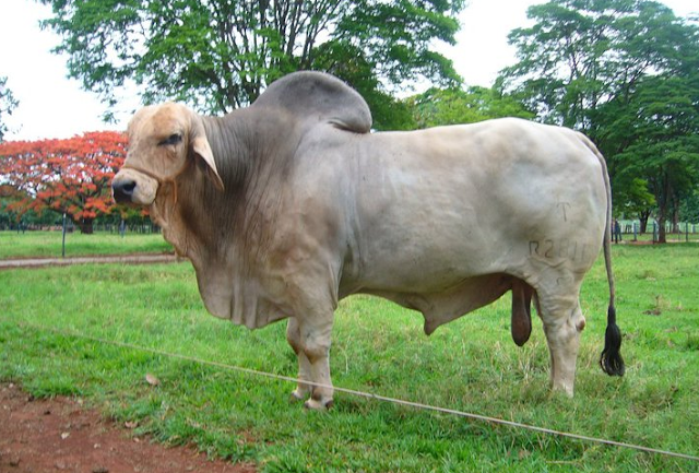 Jenis - Jenis Sapi Ternak Yang banyak Dibudidayakan Di Indonesia | idternak